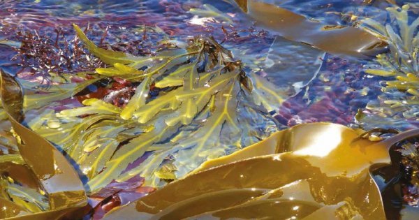 Morske alge, manjkajoča sestavina v naši vsakodnevni prehrani